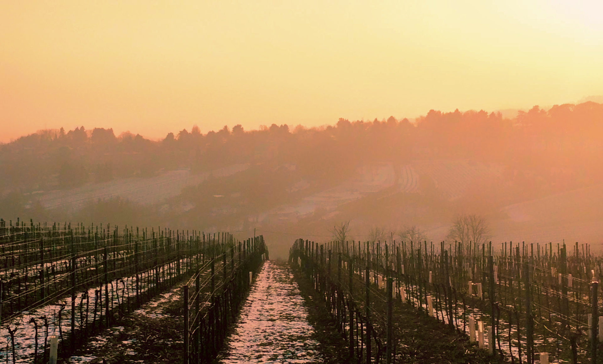 The Hidden Vineyards of Vienna - Hiking & Drinking