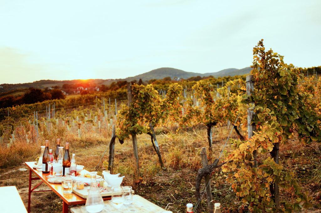 The Hidden Vineyards of Vienna - Hiking & Drinking