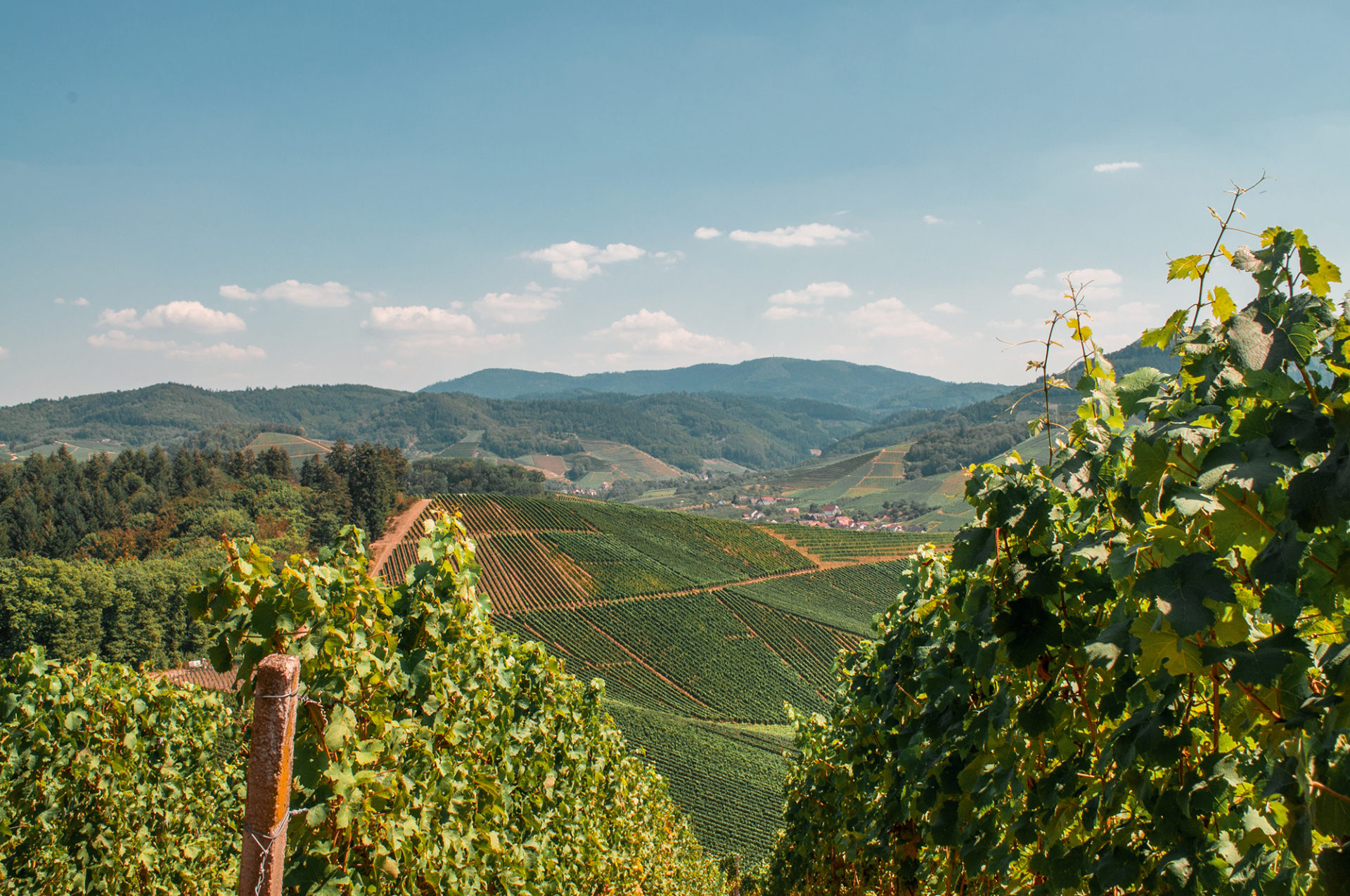 Wines, castles and vistas on the Durbacher Panoramic Wine Trail ...