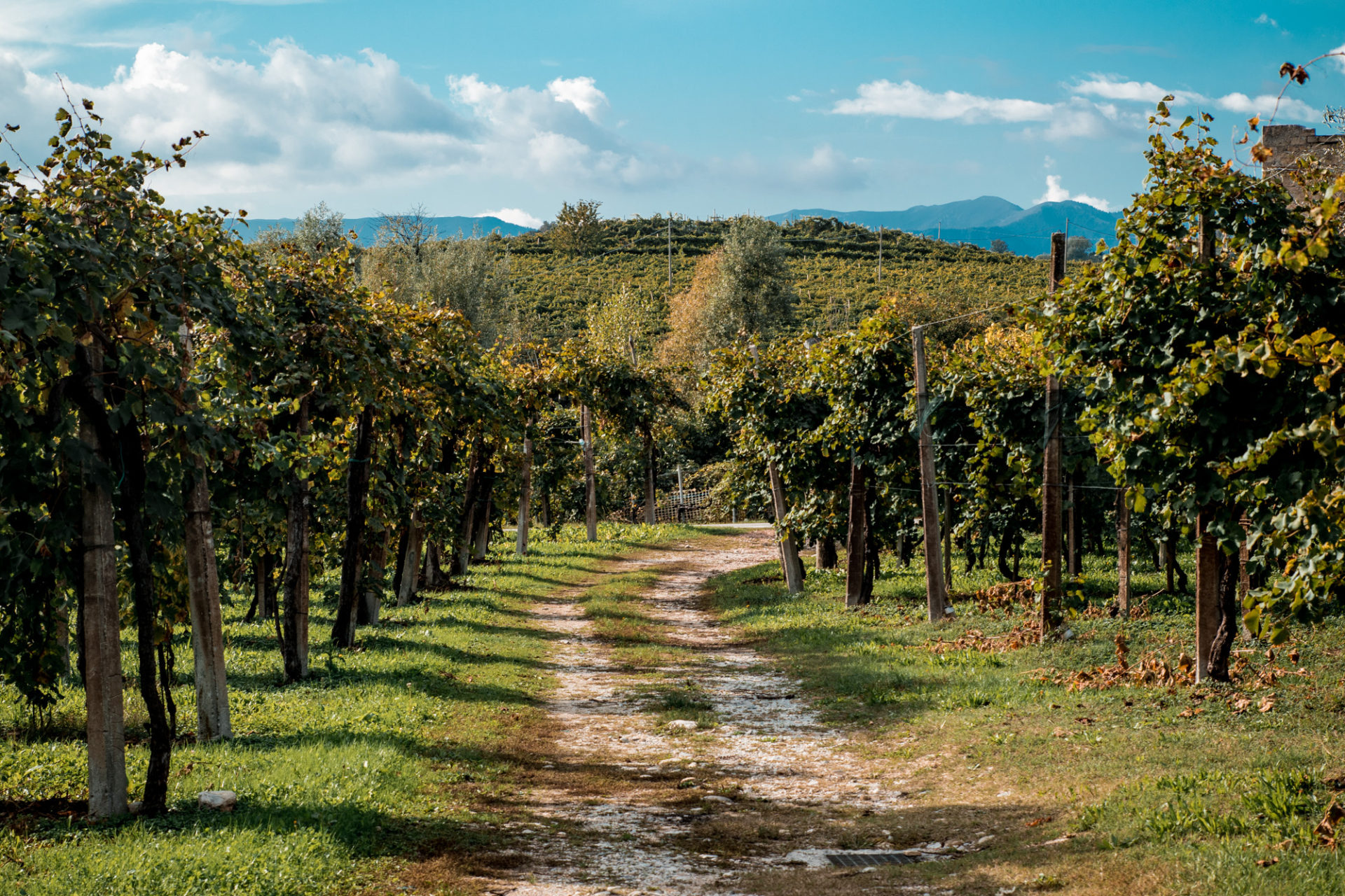 The golden land of Prosecco wine and valley hikes - Hiking & Drinking